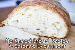 No Knead Bread Science Experiment - No need to knead!