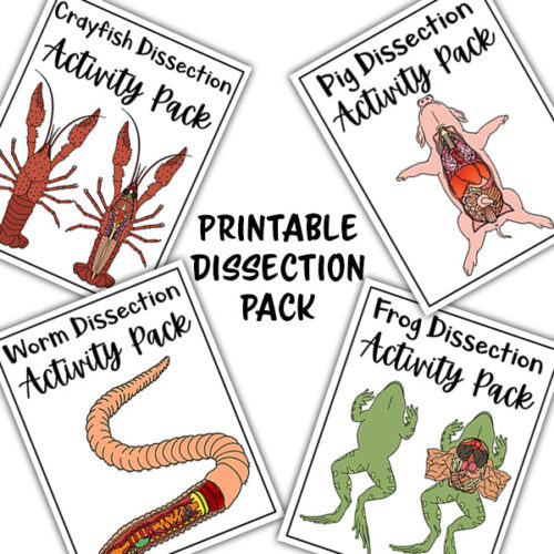 Virtual Dissections and Labs - Save yourself the mess and stress