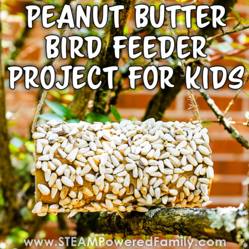 Bird Feeder STEM Project for Kids - Summer Fun Learning