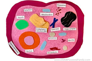 Easy Build a Cell Model and Lesson Activities for Students