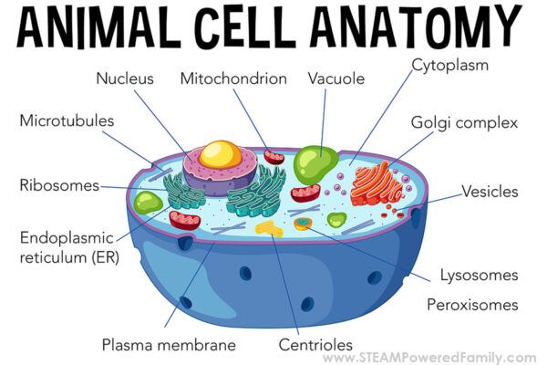 Easy Build a Cell Model and Lesson Activities for Students
