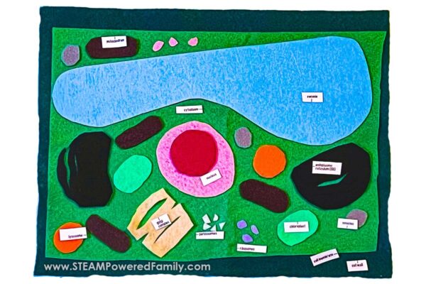 Easy Build a Cell Model and Lesson Activities for Students