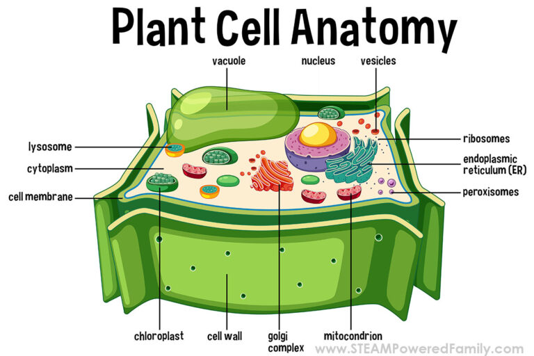 Easy Build a Cell Model and Lesson Activities for Students
