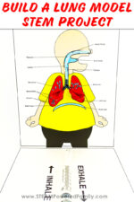 Build a Lung Model and Learn How Lungs Work - Science Fair Idea