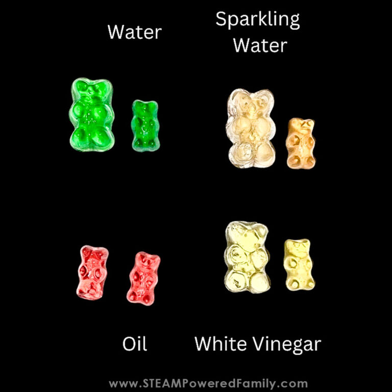 Gummy Bear Experiment - The Science of Osmosis