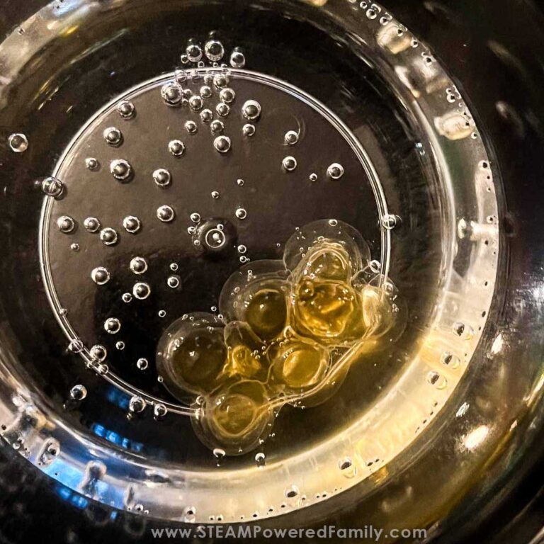 Gummy Bear Experiment - The Science of Osmosis