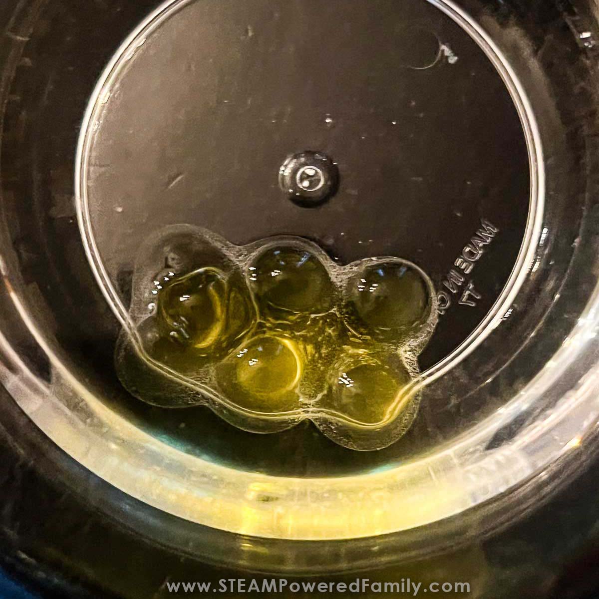 Gummy Bear Experiment - The Science of Osmosis