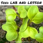 Seed Lab - Seed germination lesson and activity for kids