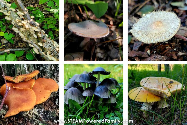 Fungi Facts for Kids