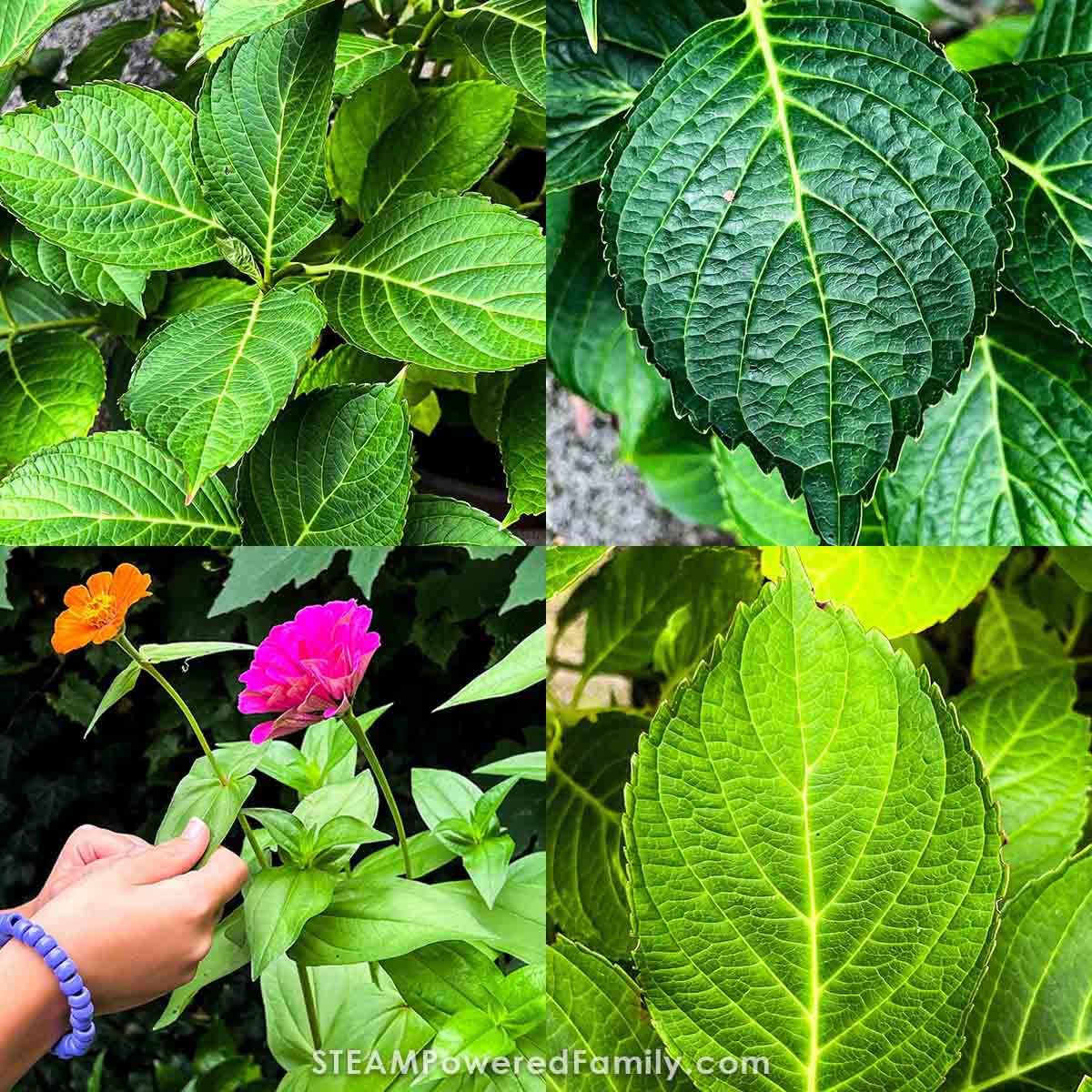 Leaf Art Projects - Hands on Creative Learning