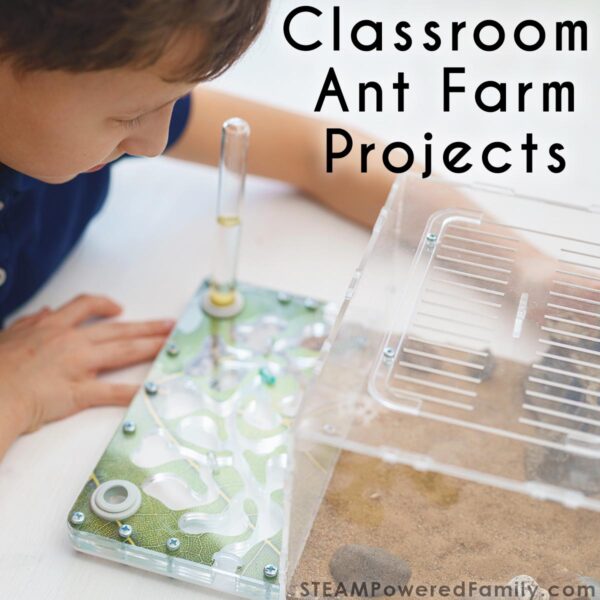 Classroom Ant Farm Project - Bringing Nature To the Students