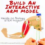 Interactive Arm Model Biology STEM Project