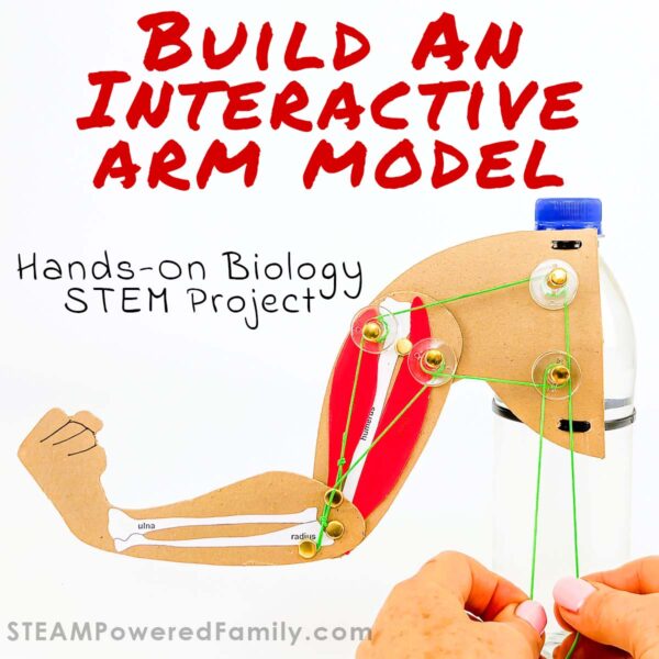 Interactive Arm Model Biology STEM Project