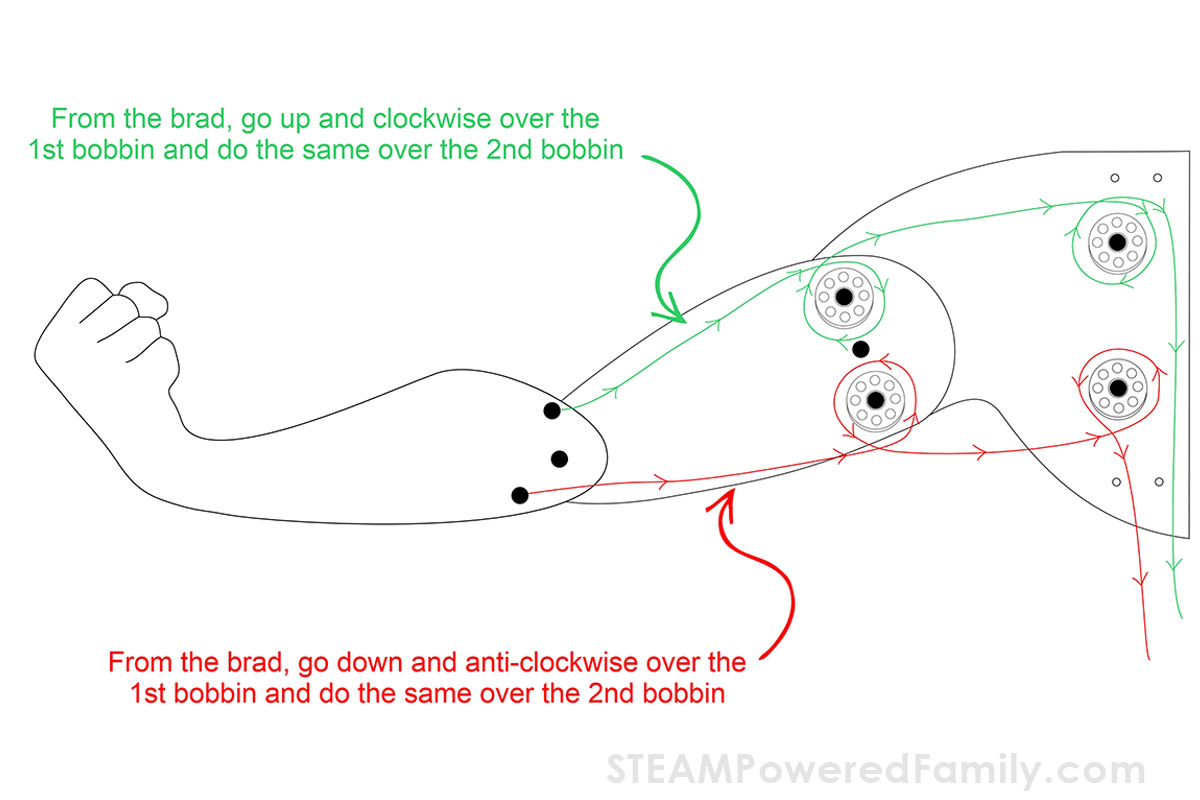 Interactive Arm Model Biology STEM Project