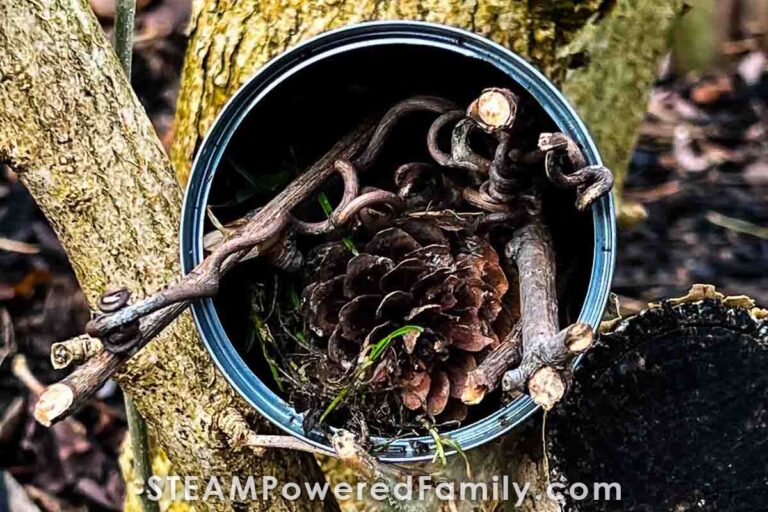 Build a Bug House - Summer STEM