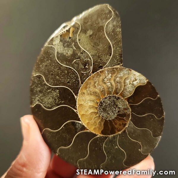 Fibonacci Sequence Projects for Kids