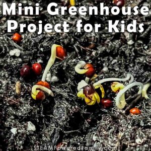 Mini Greenhouse Project for Kids